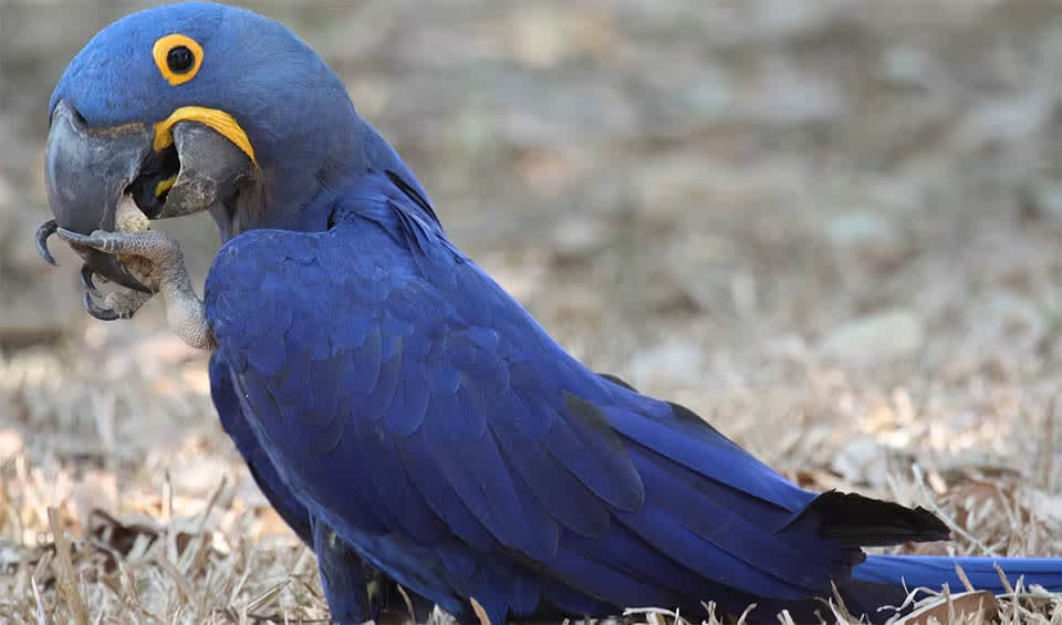 Hyacinth macaw facts, distribution & population | BioDB