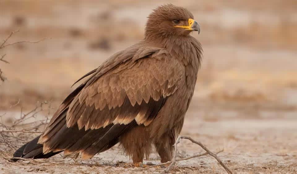 aquila eagle