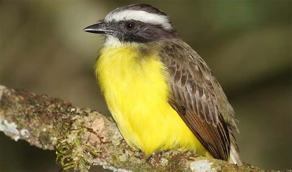 tyrant flycatcher range