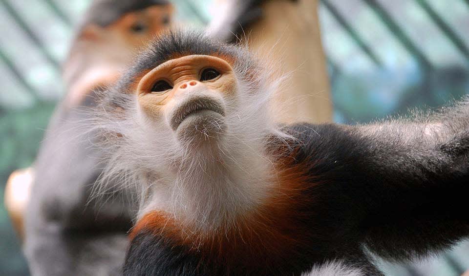 douc langur ltd