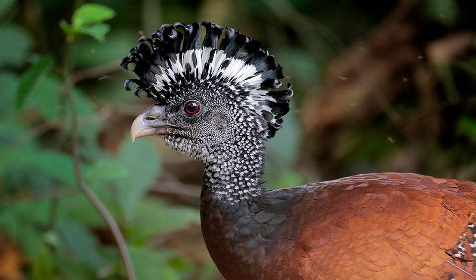 Great curassow facts, distribution & population | BioDB