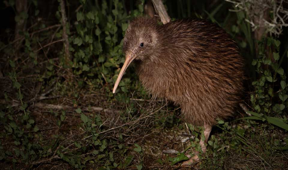 Apteryx - Kiwis: facts, distribution & population | BioDB