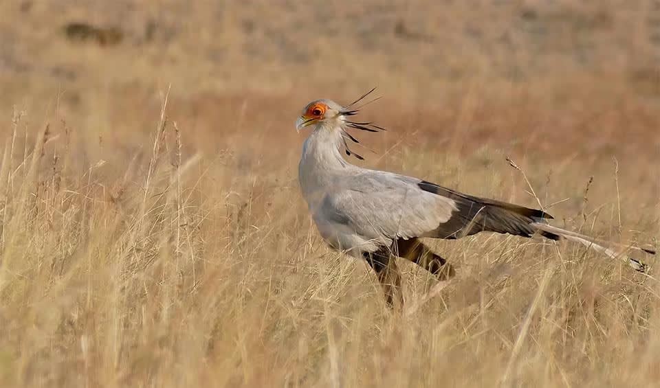 Accipitriformes: facts, distribution & population | BioDB