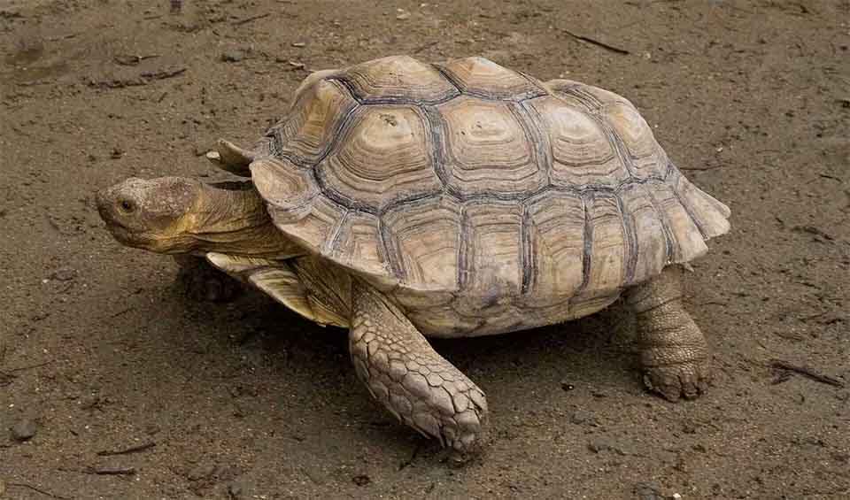 Testudinidae – Tortoises (terrestrial): facts, distribution ...