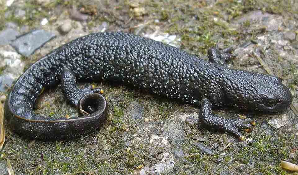 Norway Biodiversity and Nature Conservation | BioDB