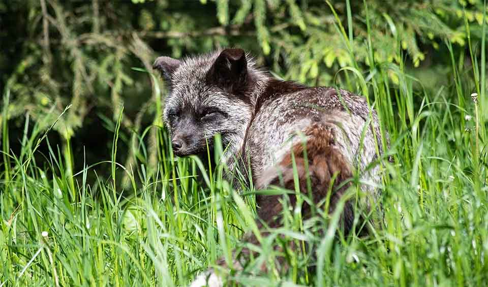 Darwin's fox facts, distribution & population | BioDB