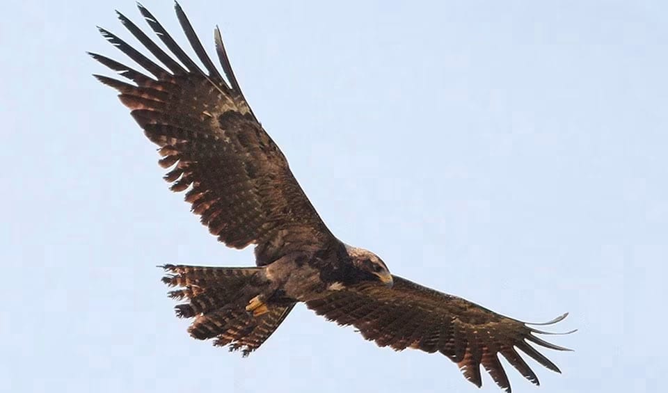 Black eagle facts, distribution & population | BioDB