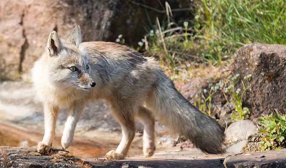 Vulpes - True foxes: facts, distribution & population | BioDB