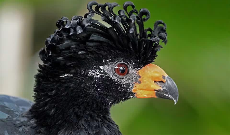 Brazil Biodiversity and Nature Conservation | BioDB
