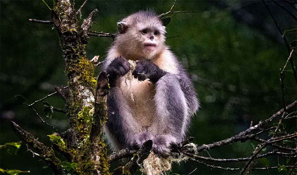 Cercopithecidae – Baboons & macaques: facts, distribution & population ...