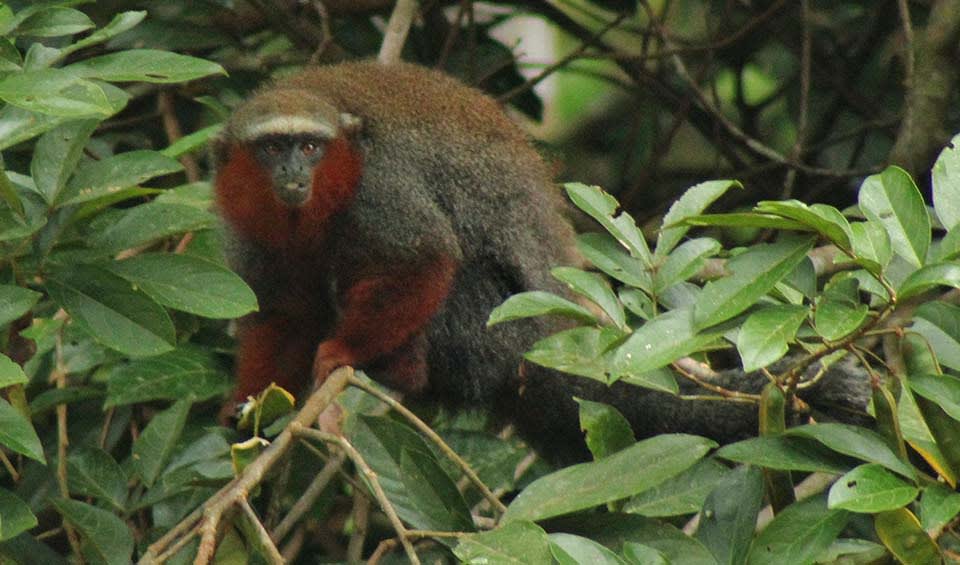 White-tailed titi facts, distribution & population | BioDB