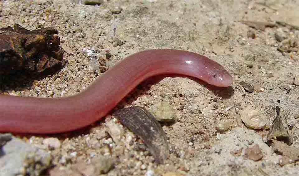 squamata species list