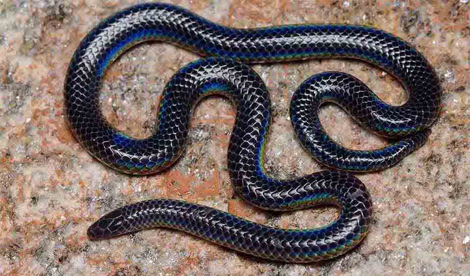 Squamata - Snakes & lizards: facts, distribution & population | BioDB