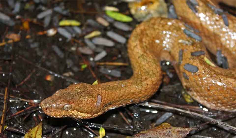 Squamata - Snakes & lizards: facts, distribution & population | BioDB