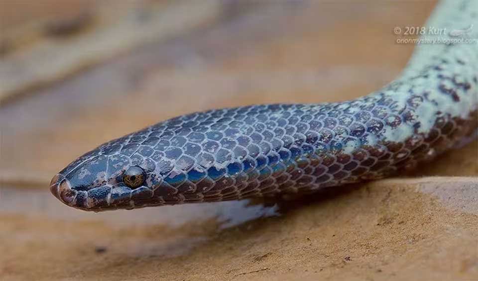 Squamata - Snakes & lizards: facts, distribution & population | BioDB