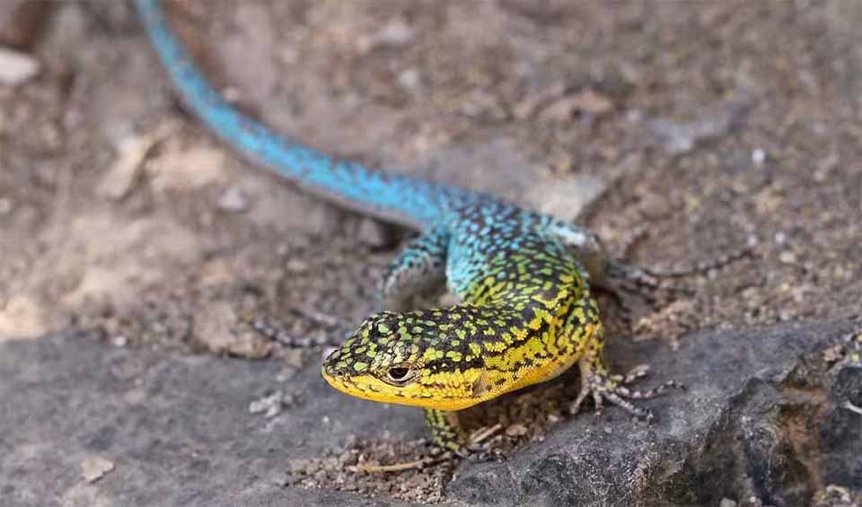 Squamata - Snakes & lizards: facts, distribution & population | BioDB