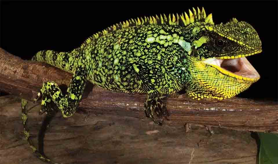 Squamata - Snakes & lizards: facts, distribution & population | BioDB
