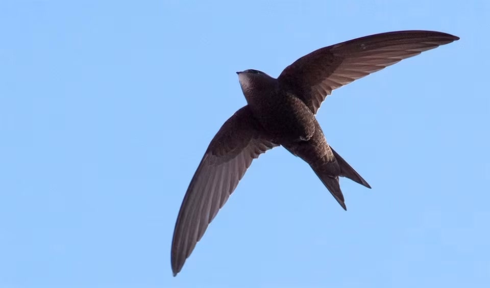 Common swift facts, distribution & population | BioDB