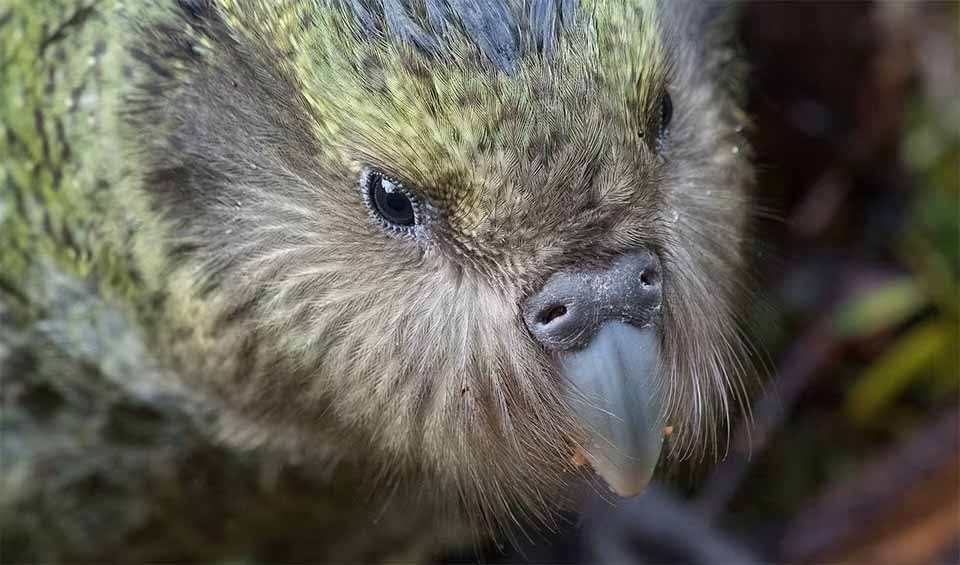 Kakapo facts, distribution & population | BioDB
