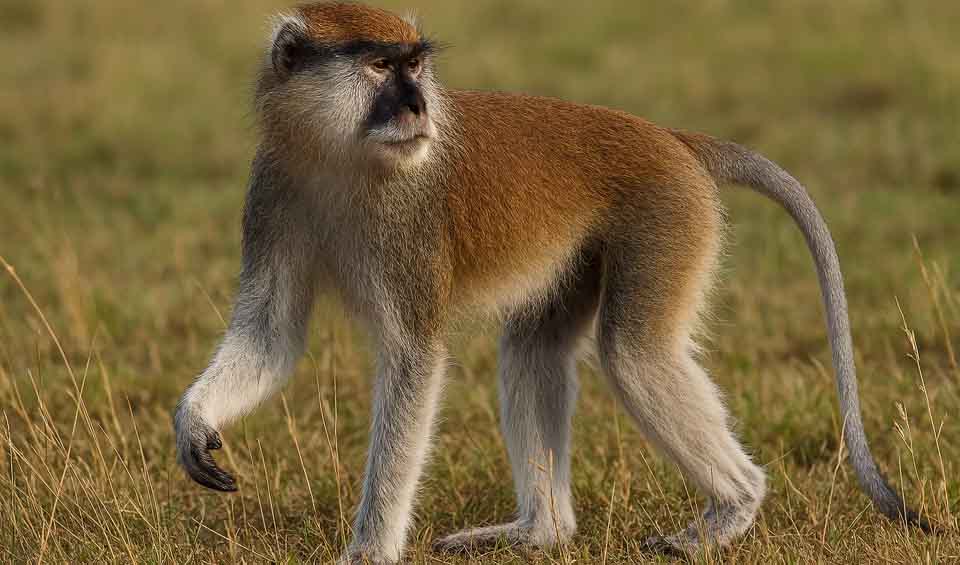 patas monkey