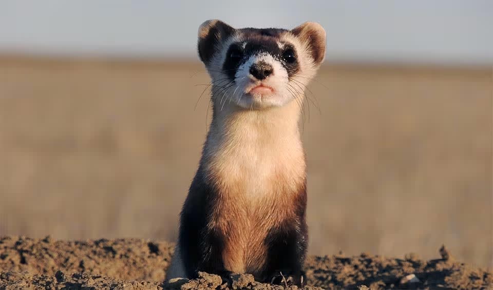 Mustela - Weasels: facts, distribution & population | BioDB