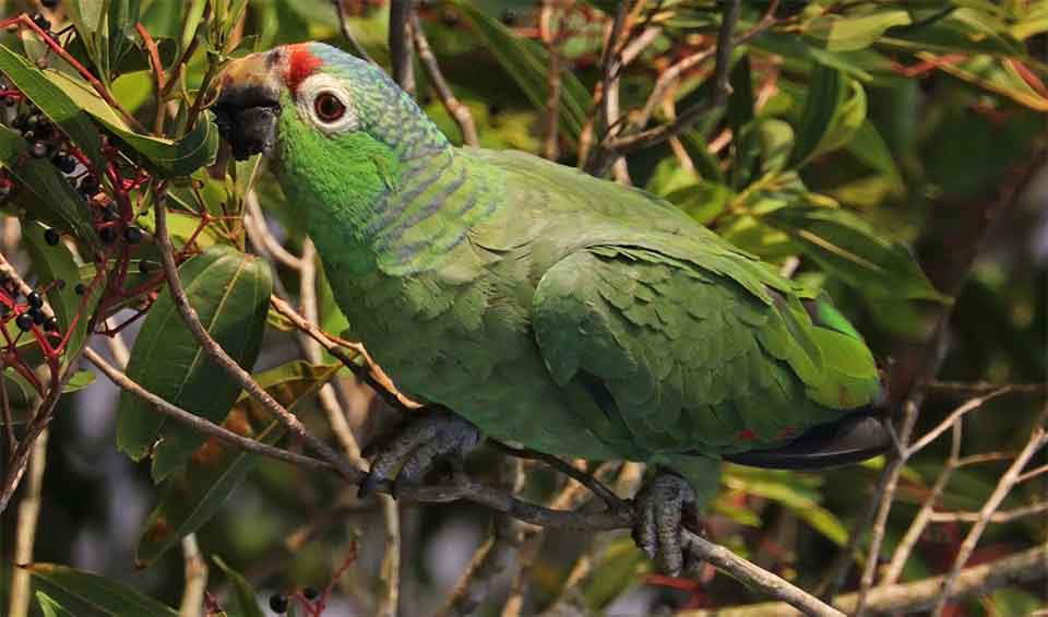 Amazona - Amazon parrot: facts, distribution & population | BioDB