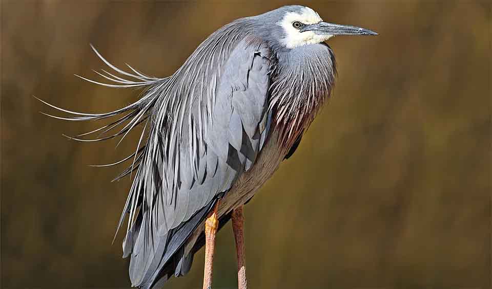 Ardeidae – Herons, egrets & bitterns: facts, distribution & population ...