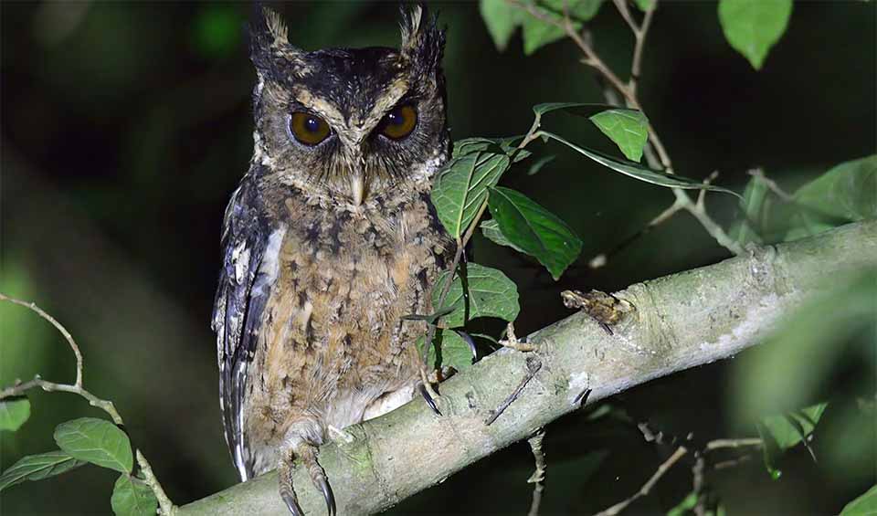 Otus - Scops owl: facts, distribution & population | BioDB
