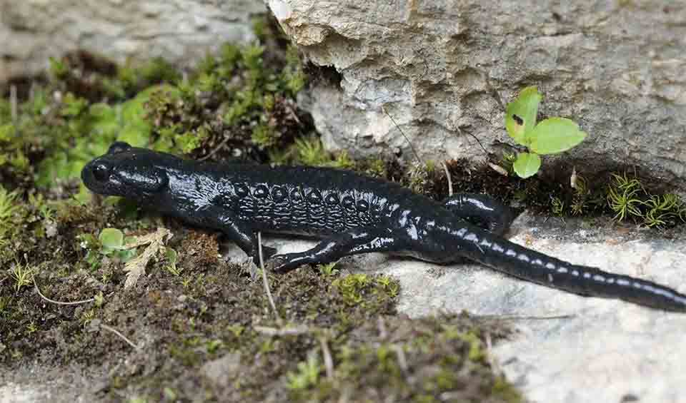 all about fire salamanders