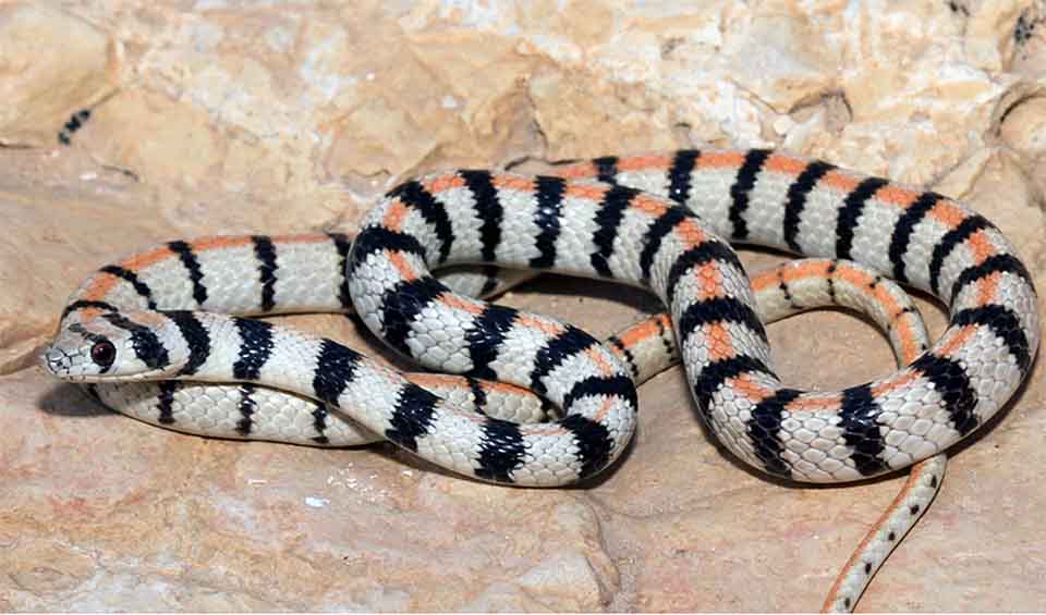 Colubri'– Colubrids: facts, distribution & population | BioDB