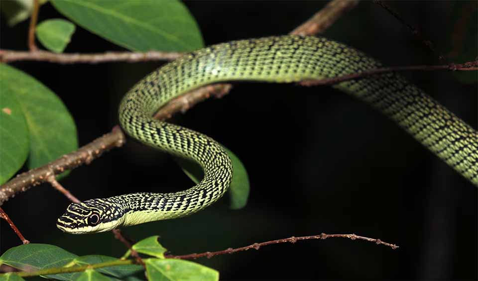 Chrysopelea – Flying snakes: facts, distribution & population | BioDB