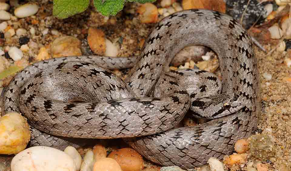 colubridae snakes