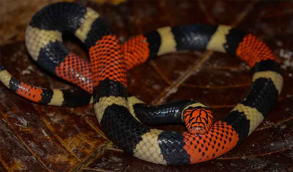 Elapidae – Elapids: facts, distribution & population | BioDB