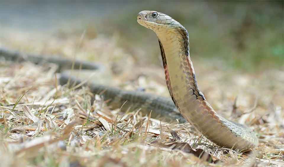 Elapidae – Elapids: facts, distribution & population | BioDB