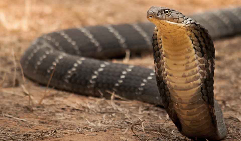 King cobra facts, distribution & population | BioDB