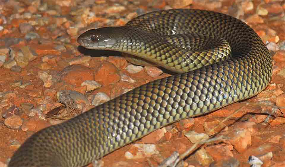 Elapidae – Elapids: facts, distribution & population | BioDB
