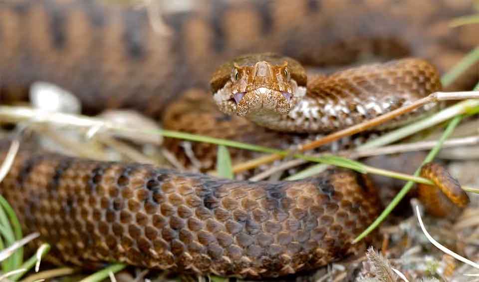 viper snake description