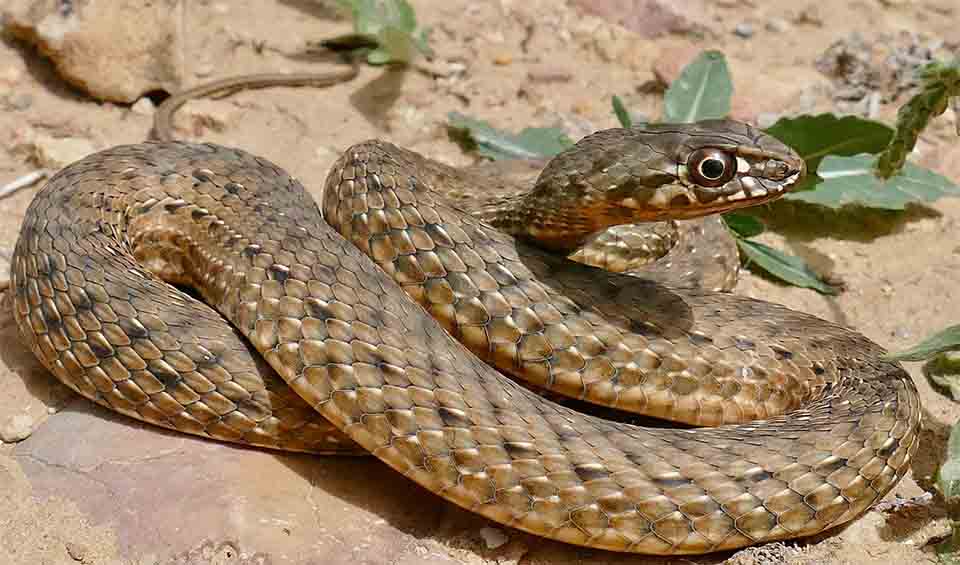 Psammophiidae - Sand snakes: facts, distribution & population | BioDB