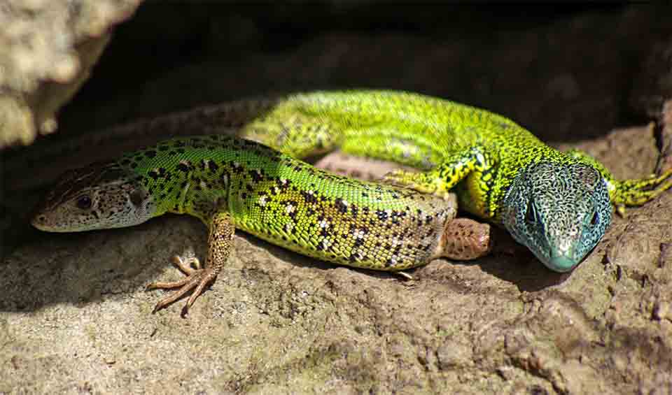 lacertidae distribution