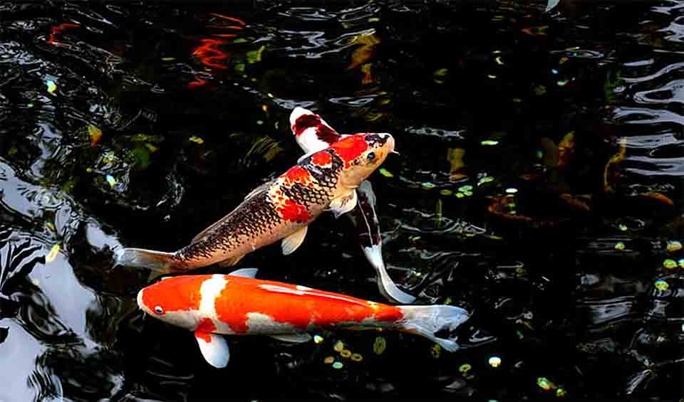 Cyprinidae - Carp: facts, distribution & population | BioDB