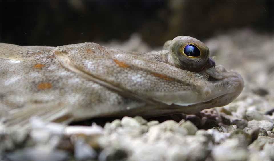 Ray-finned fishes: facts, distribution & population | BioDB