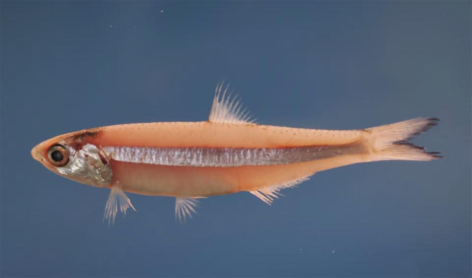 Ray-finned fishes: facts, distribution & population | BioDB