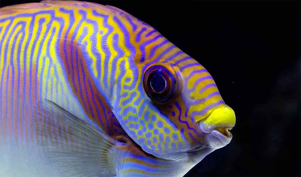Ray-finned fishes: facts, distribution & population | BioDB