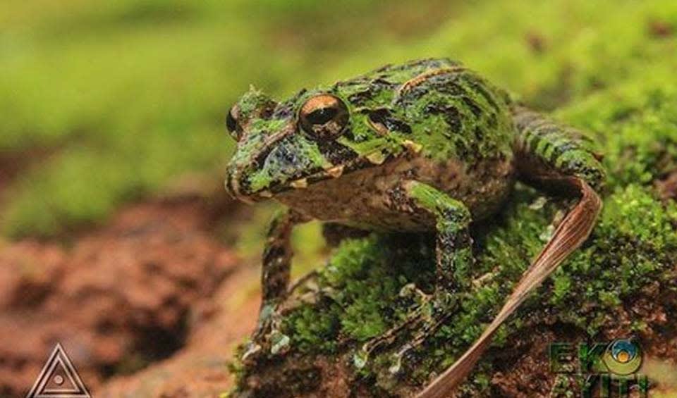 Spiny giant frog facts, distribution & population | BioDB