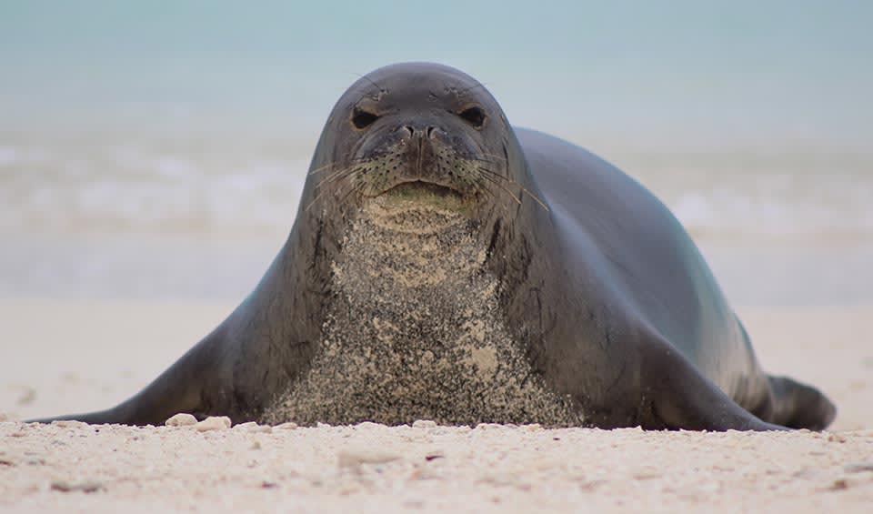 Hawaiian monk seal facts, distribution & population | BioDB