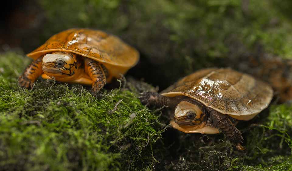 Indochinese box turtle facts, distribution & population | BioDB