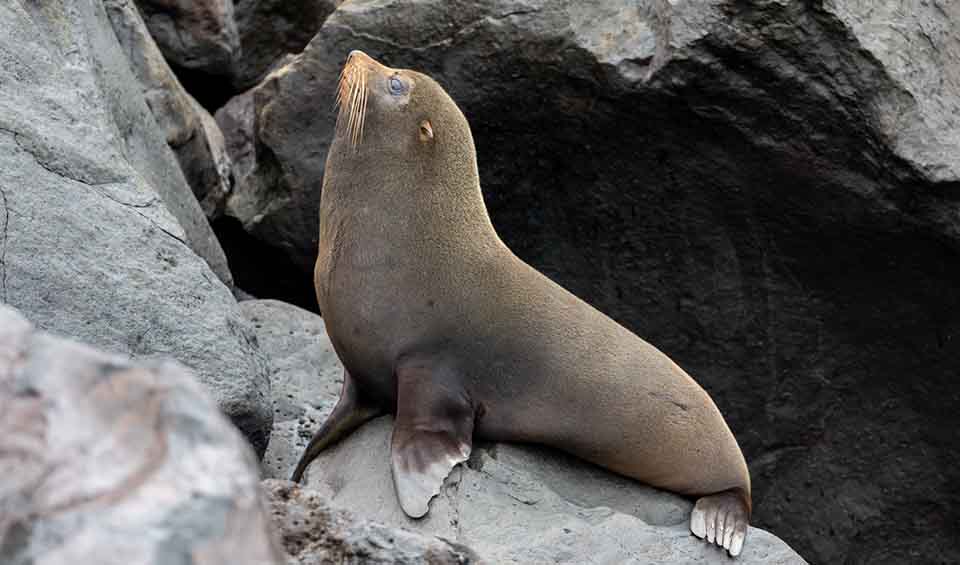 Galápagos fur seal facts, distribution & population | BioDB