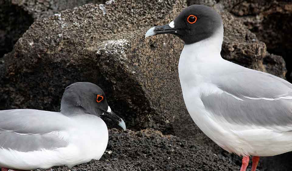 Larus - Gulls: facts, distribution & population | BioDB