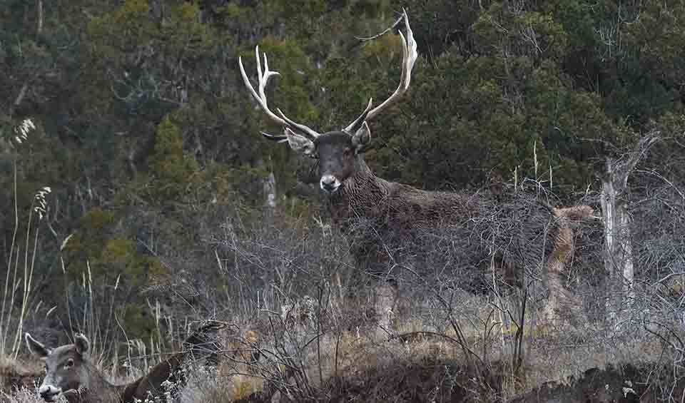 Cervus - True deer: facts, distribution & population | BioDB