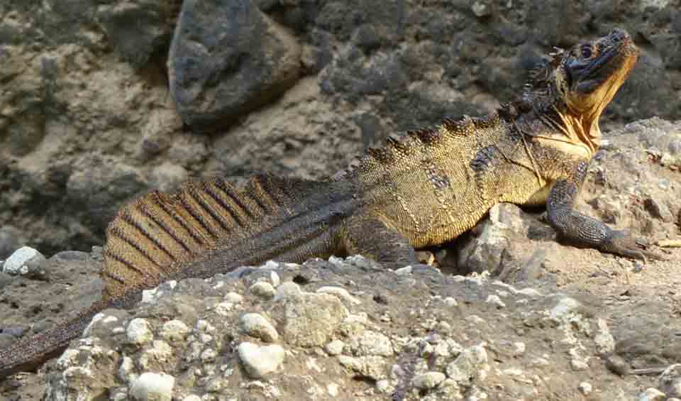 Agamidae – Agamas: facts, distribution & population | BioDB